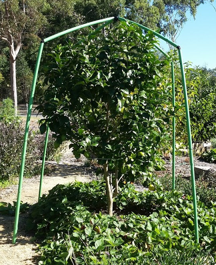 Citrus Trees - Flexi Garden Frames