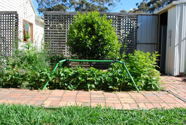 Strawberries. - Flexi Garden Frames