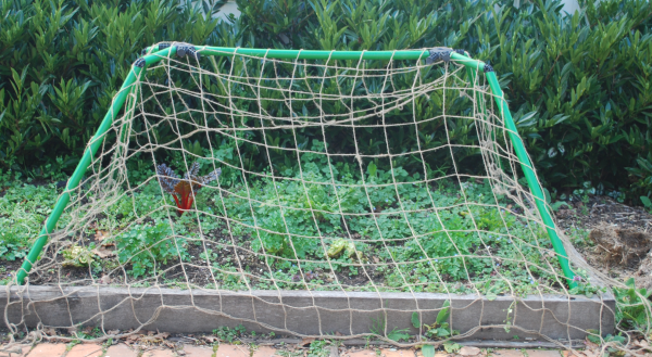 Flexi Garden Bed Frame Kit with Climbing Net - exclusive to Bunnings ...