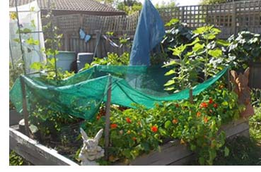 Plant Protection - Flexi Garden Frames