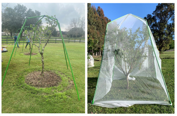 Flexi Garden Tree Frame - 2 metres tall - Flexi Garden Frames
